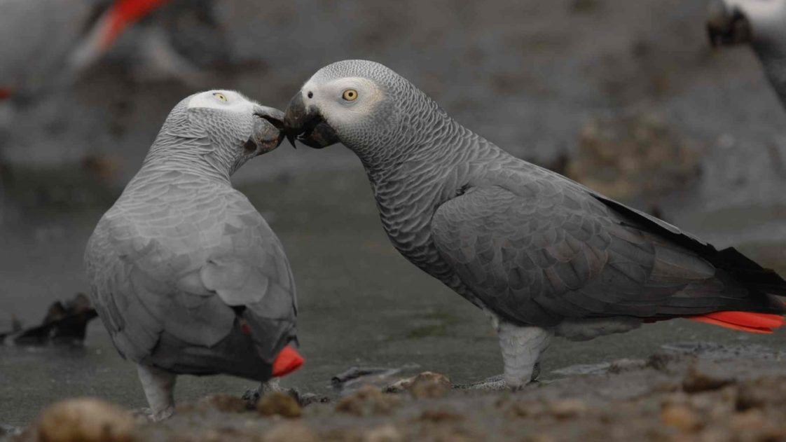 Afrička siva papiga Archives - Noob.ba