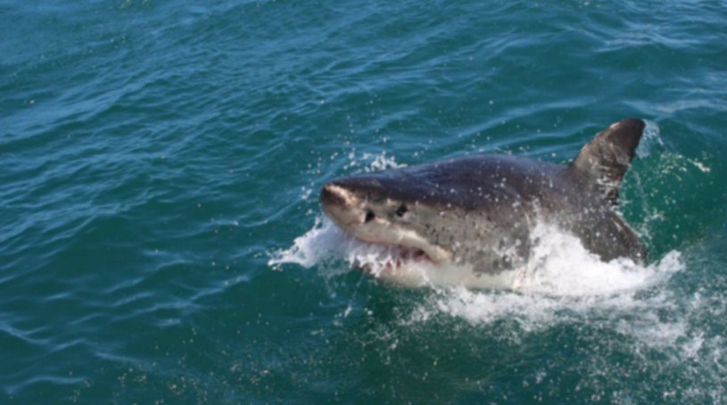 Snimila morskog psa: Pogledajte neobičan prizor u moru kod Brača - Noob.ba